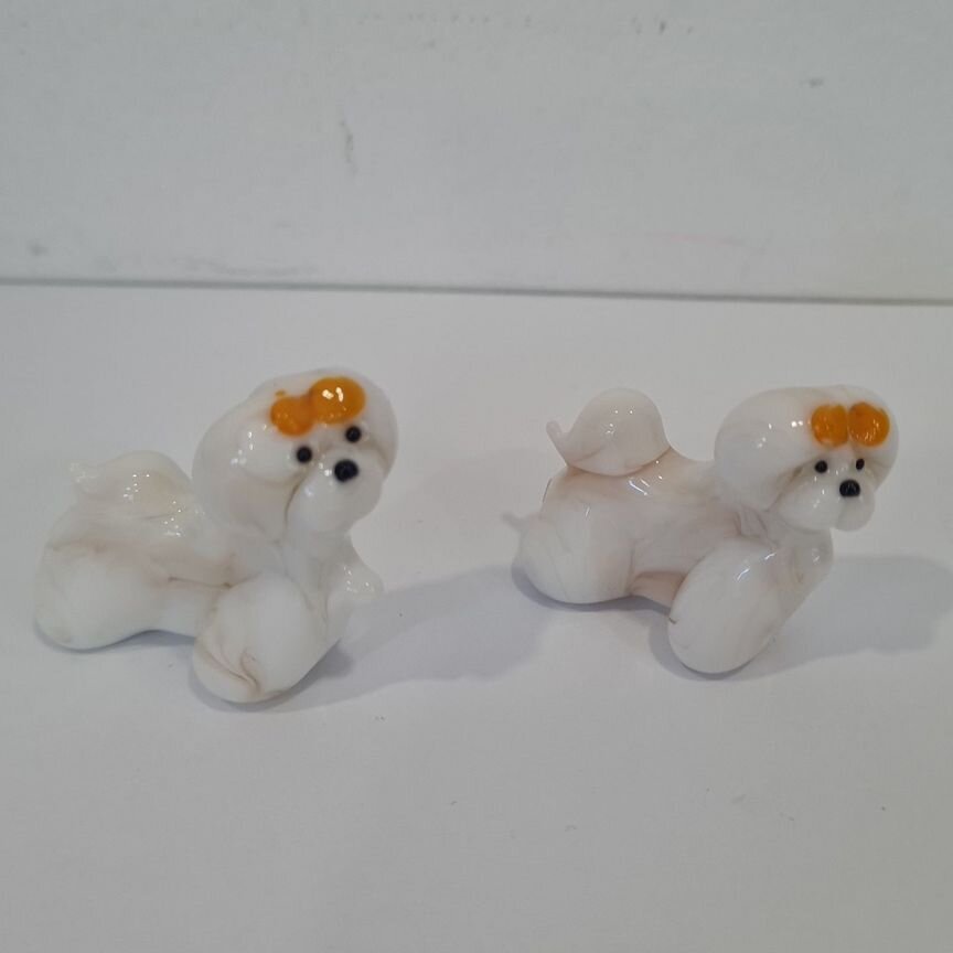 Мальтийская болонка