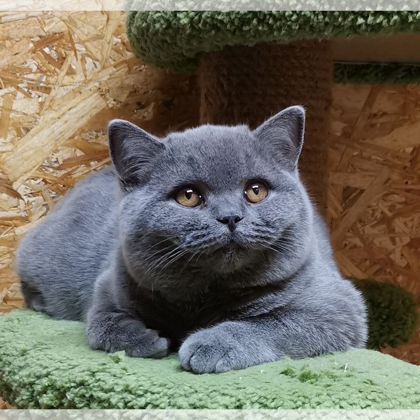 Британский короткошёрстный котёнок