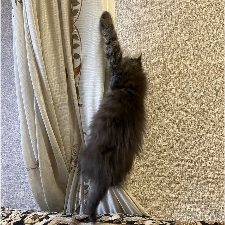 Котята в добрые руки даром