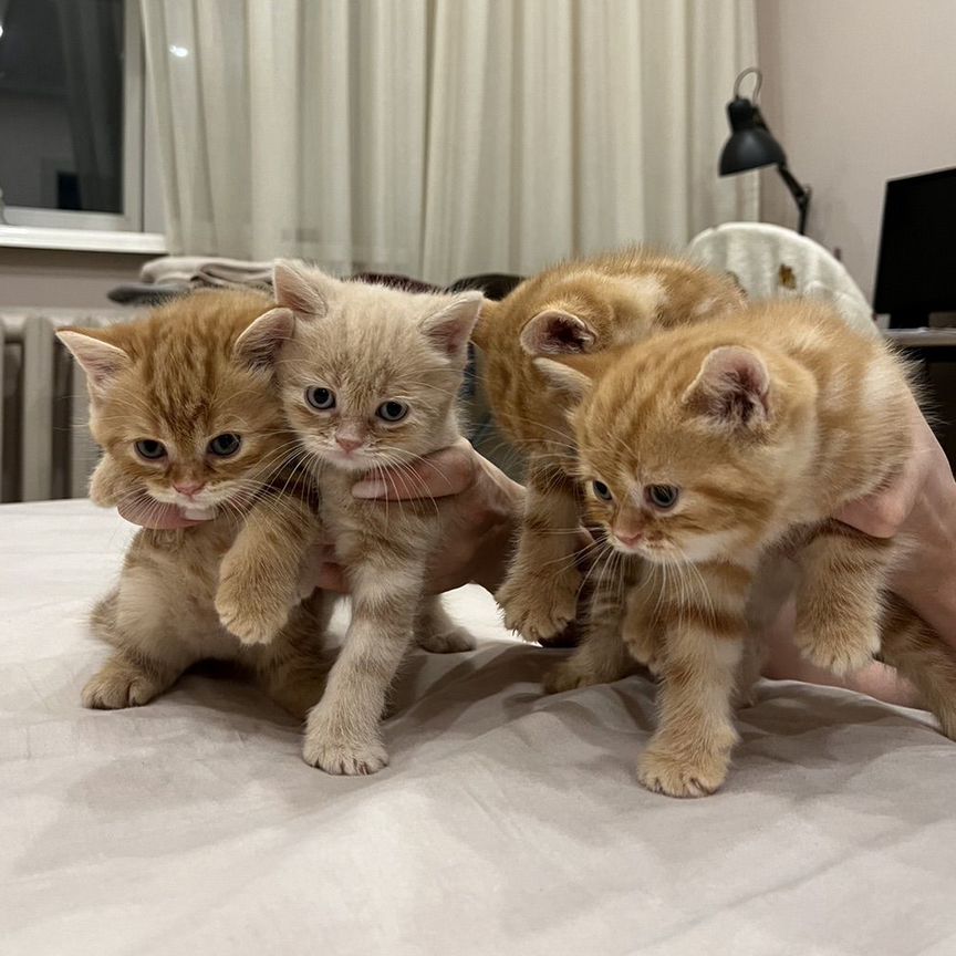 Шотландский прямоухий короткошёрстный котёнок