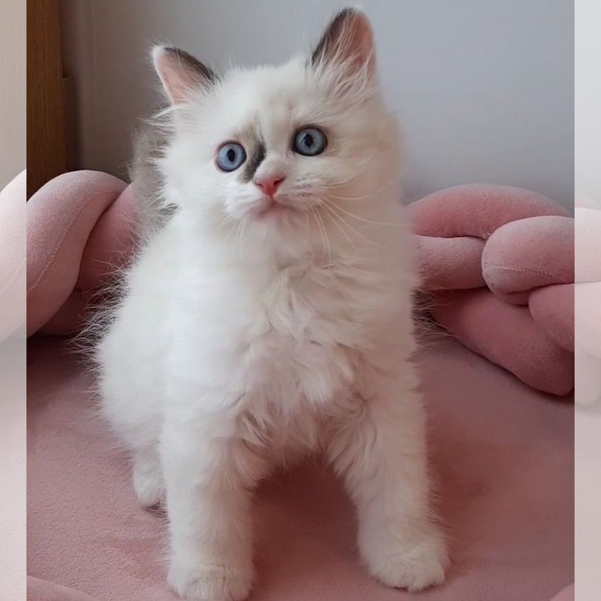 Рэгдолл котёнок
