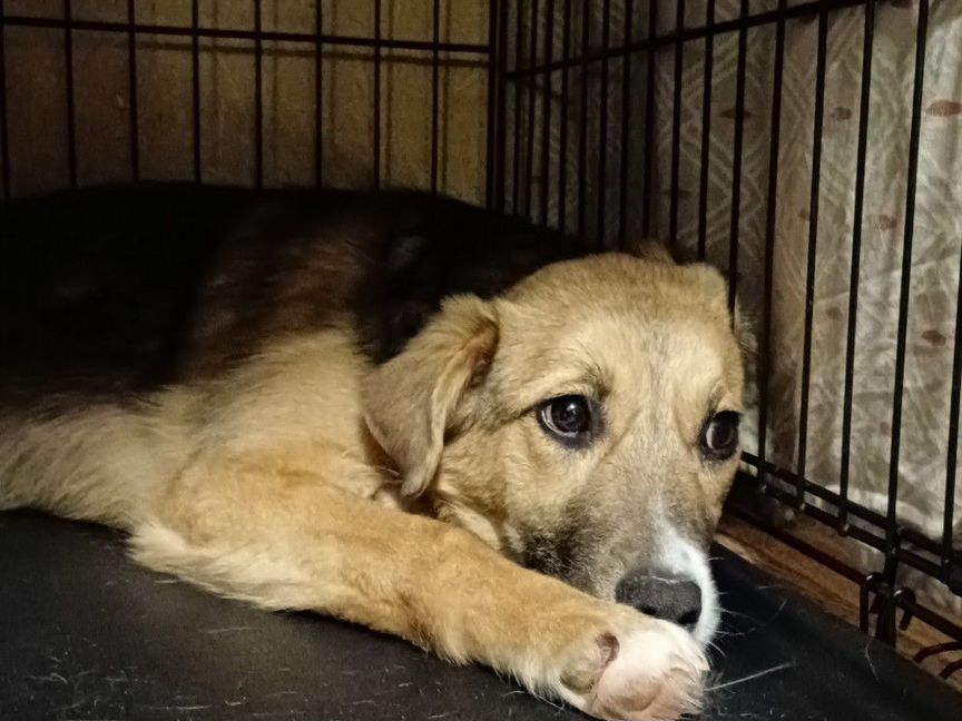 Собака нужен дом в добрые руки бесплатно