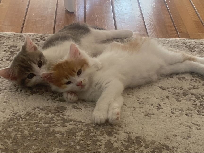 Кошка в дар