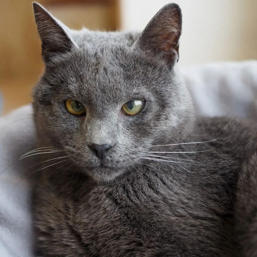 Русский голубой, взрослый кот