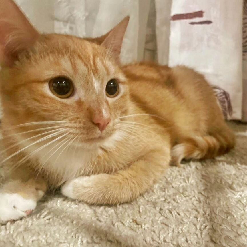 Взрослый кот в добрые руки