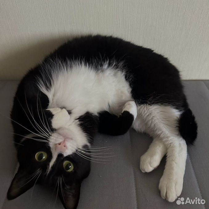 Отлам кошку в добрые руки