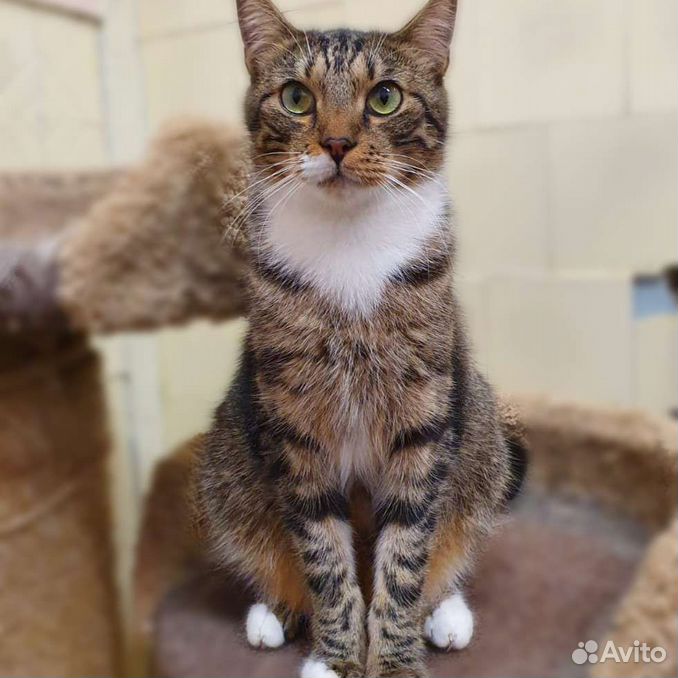 Ласковый Майкл