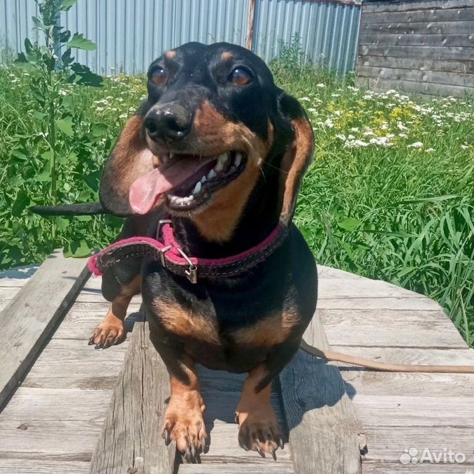 Молодая и ласковая такса Зара ищет дом