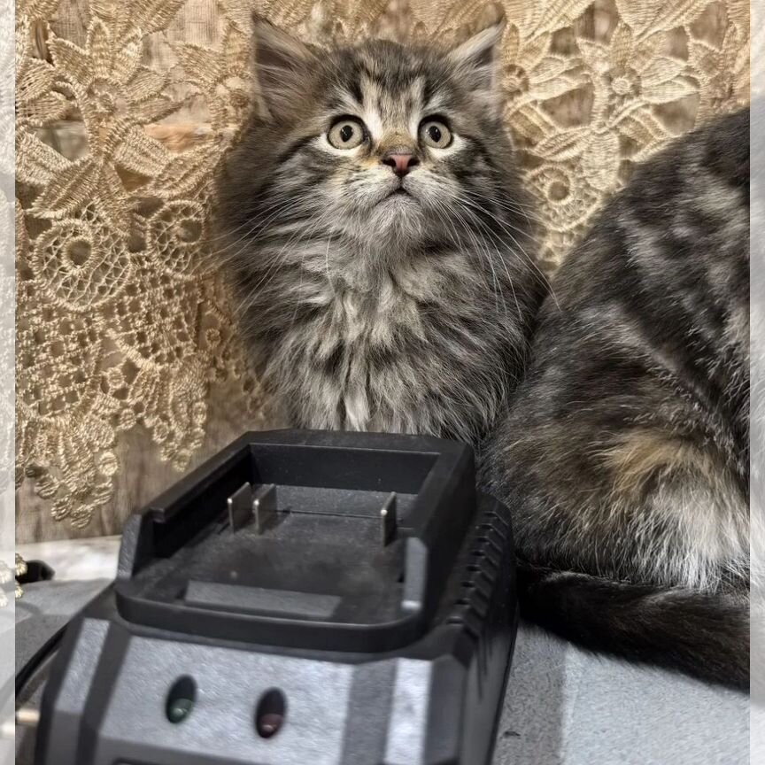 Мейн-кун котёнок