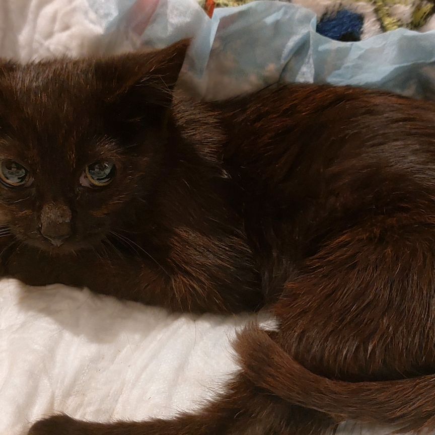 Соня котенок 3 месяца
