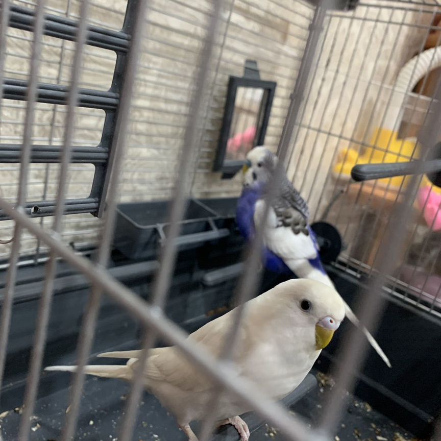 Продам волнистого попугая