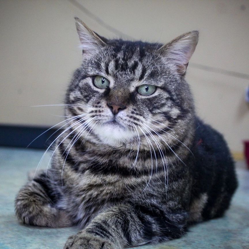 Шикарный кот