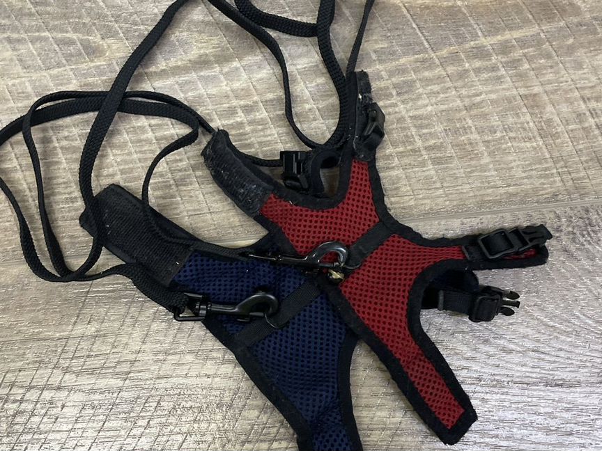 Шлейка для хорька