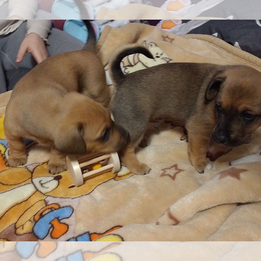 Такса, щенок