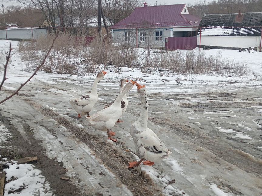 Продам 4гусей на племя Гуси Халмагоры