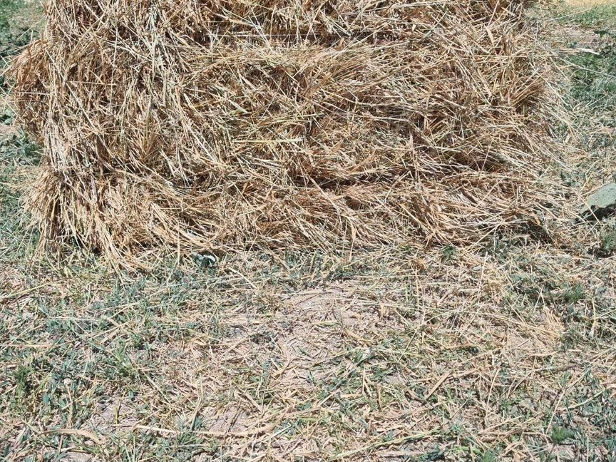 Сено солома в тюках