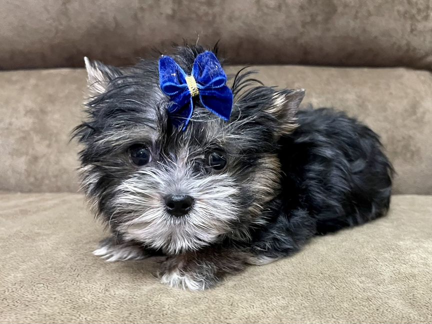 Черный мальчик