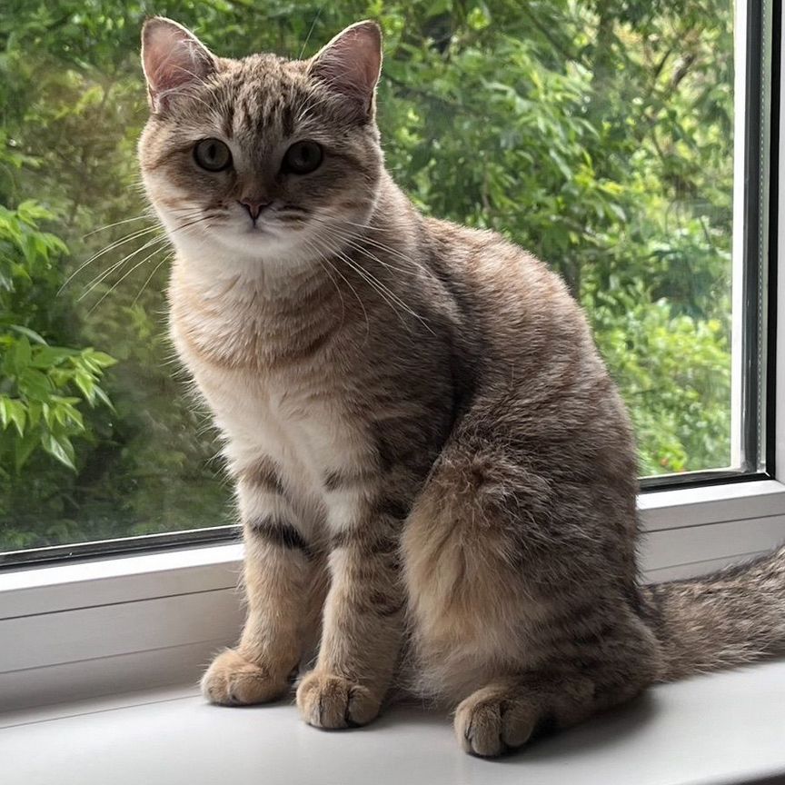 Кошечка котенок британская шиншилла 6 месяцев