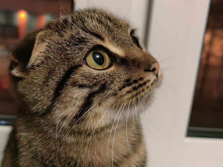 Кошка веслоухая шотландская