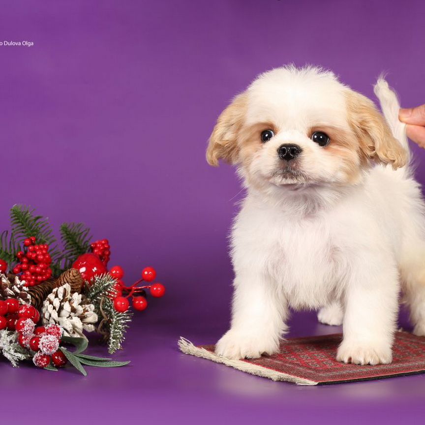 Кавапу мальчик Гуччи