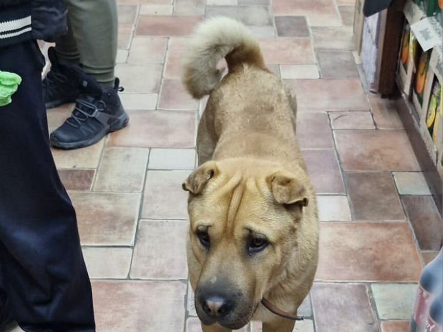 Собака алкашей живёт в общежитии