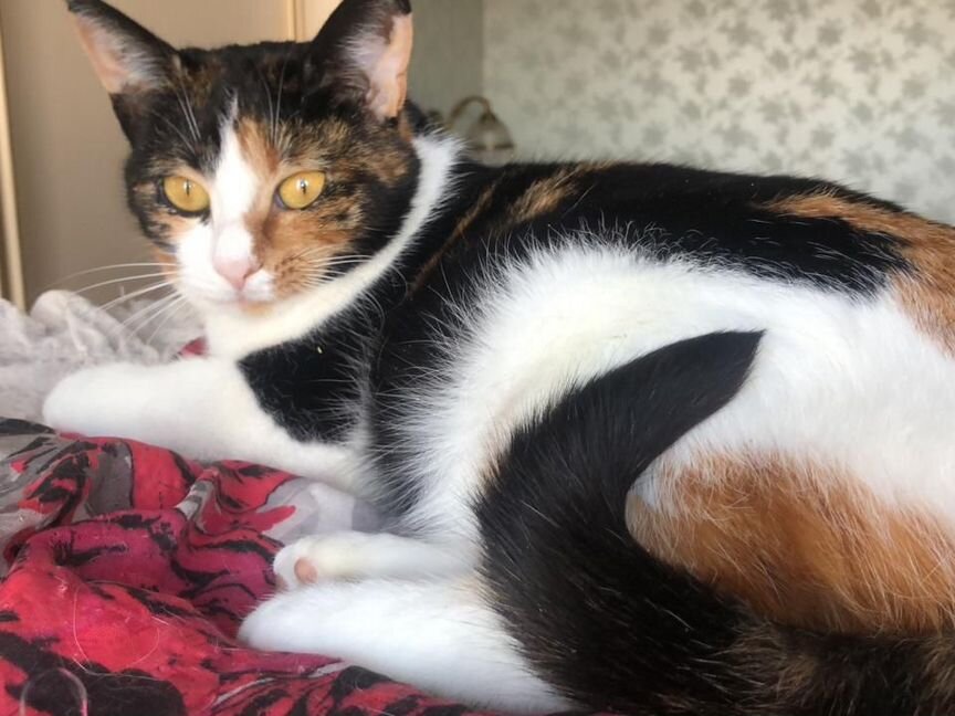 Кошка трехцветная в добрые руки