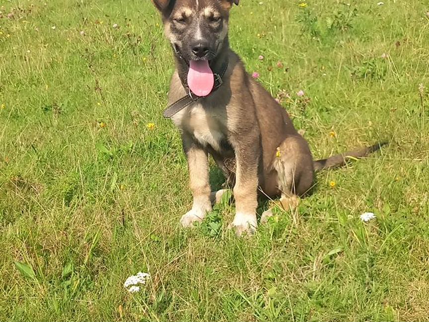 Щенок в добрые руки бесплатно