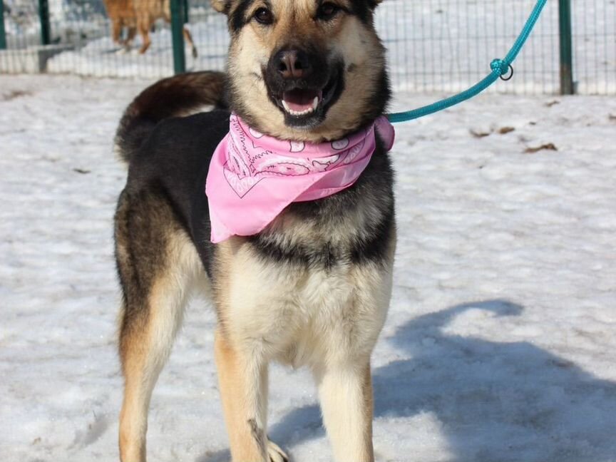 Собака Джейна в дар