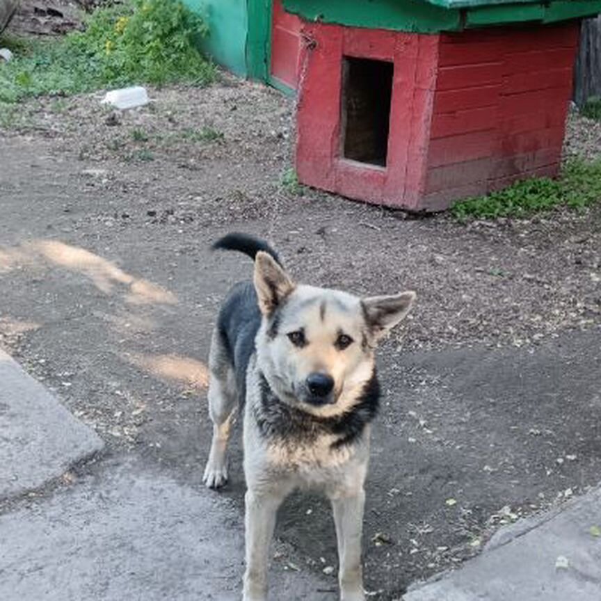 Взрослый пёс в добрые руки