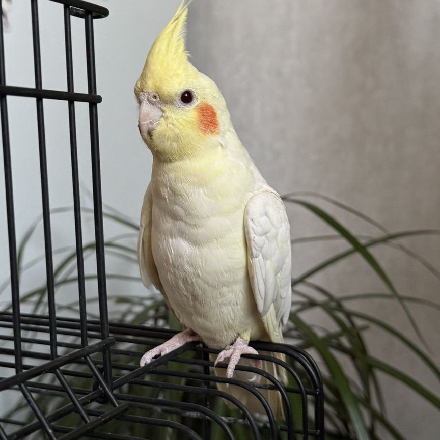 Попугай Корелла