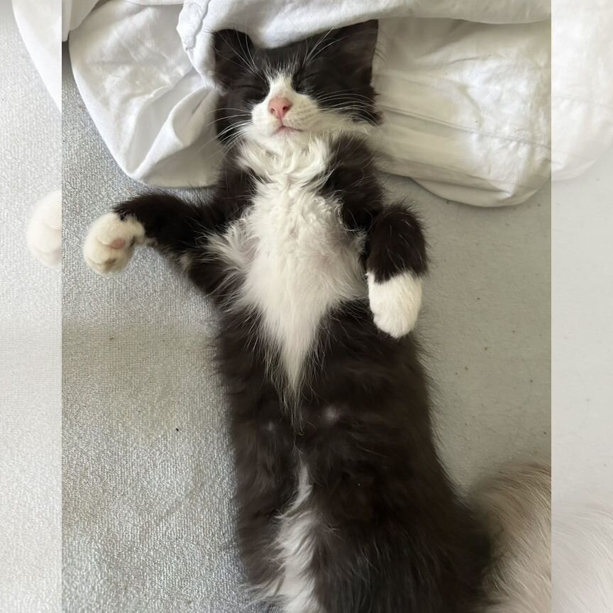 Котята