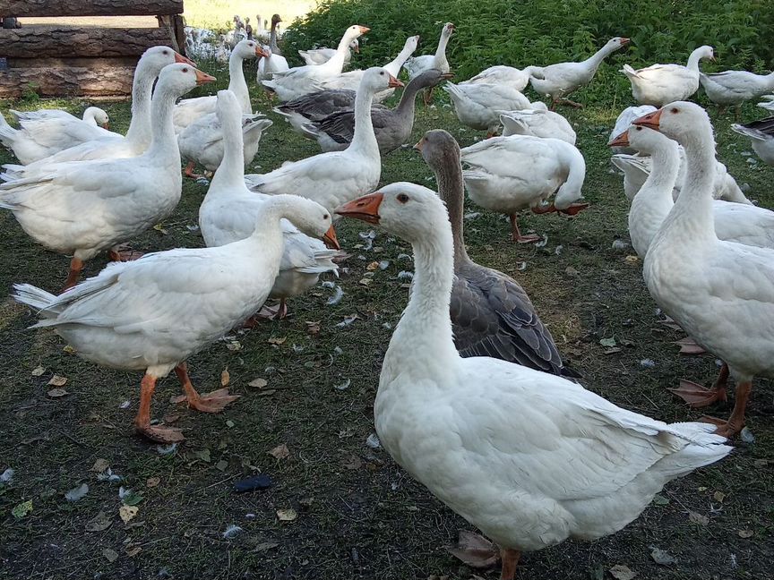 Гуси губернаторские