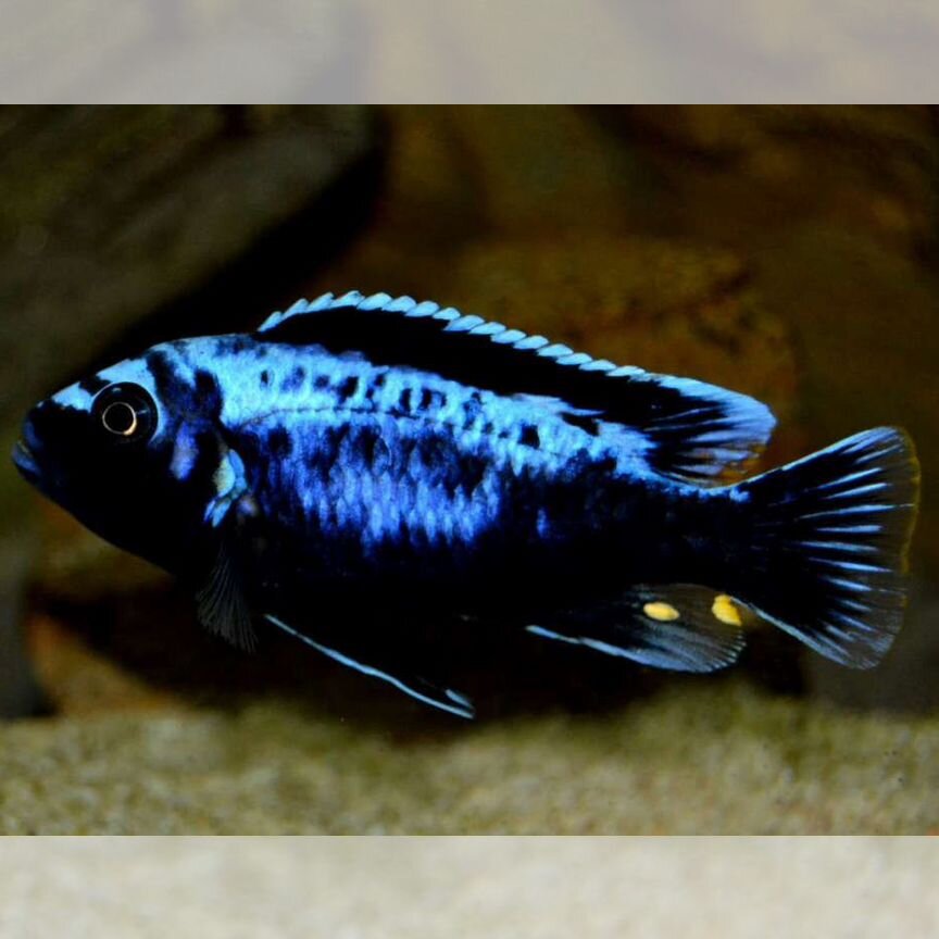 Рыбки с озера малави