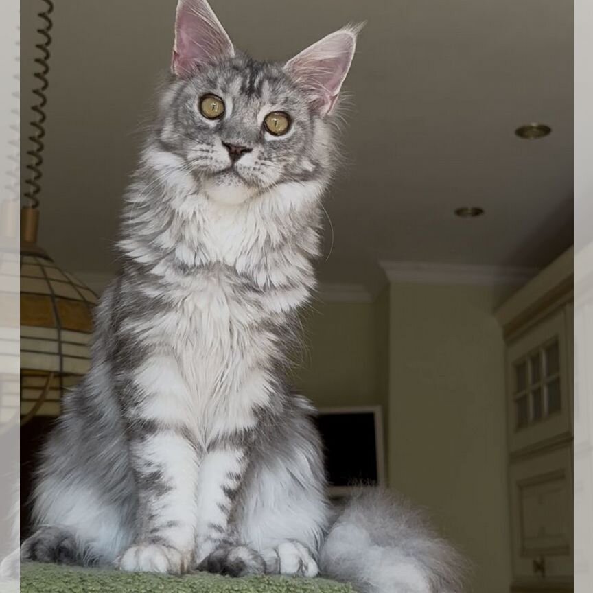 Мейн-кун котёнок