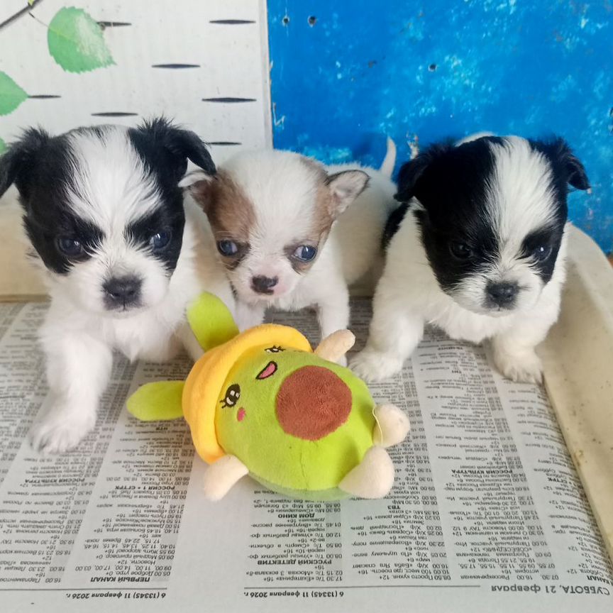 Чихуахуа, щенок