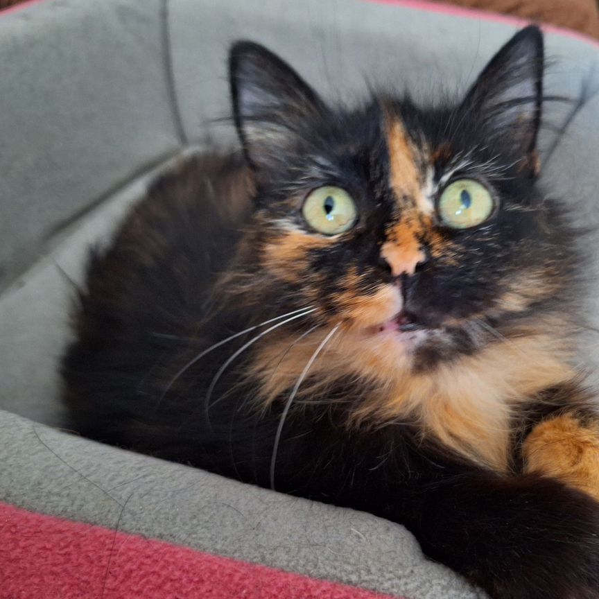 Киска Мотя, 2 года, стерилизована