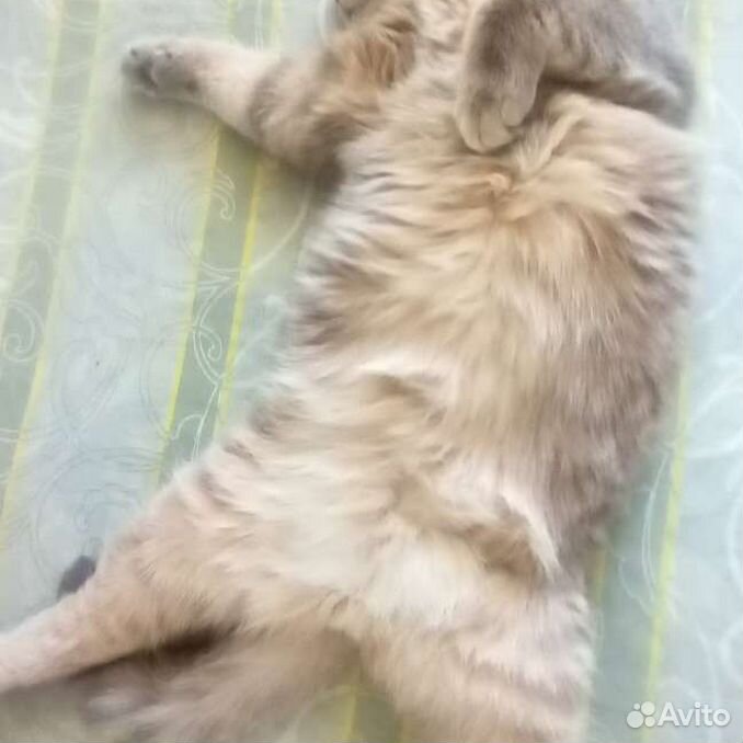 Кот,кабель Вислоухий Шотландец