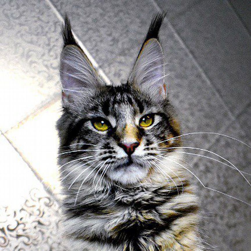 Мейн-кун девочка