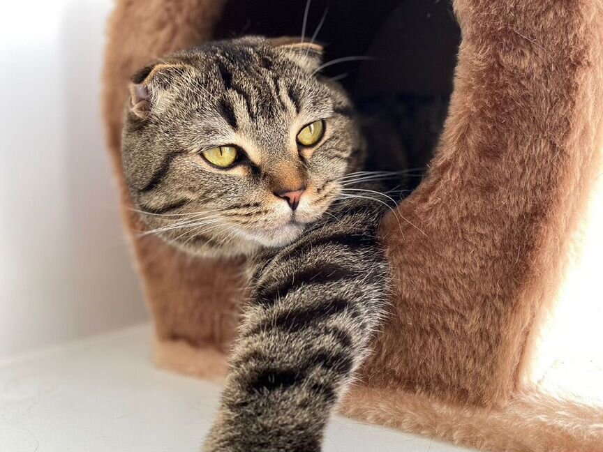 Домик для кошки кота,Когтеточка,домик когтеточка