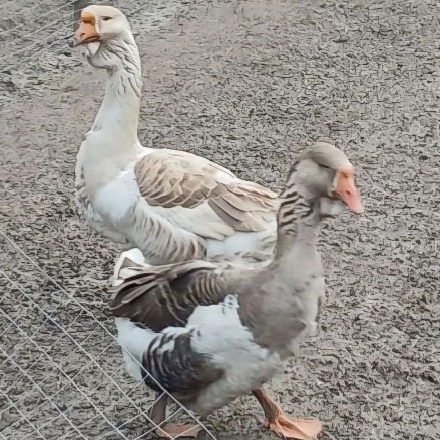 Холмогорские гуси