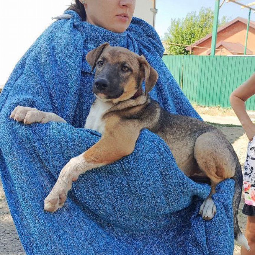 Щенки овчарки в дар
