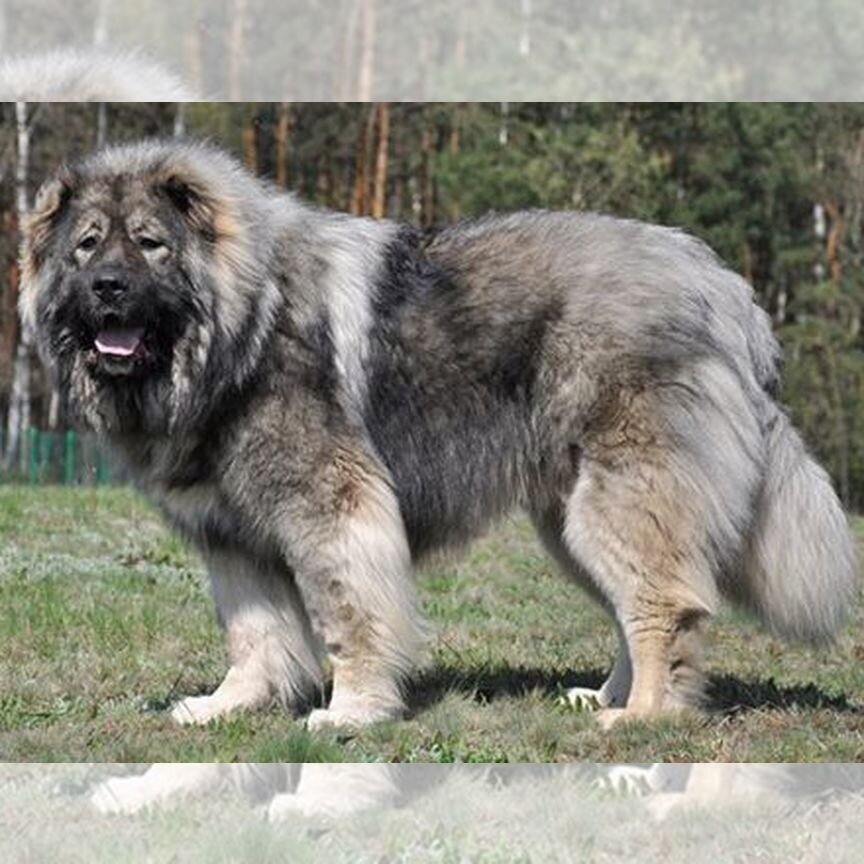 Кавказская овчарка, взрослая собака