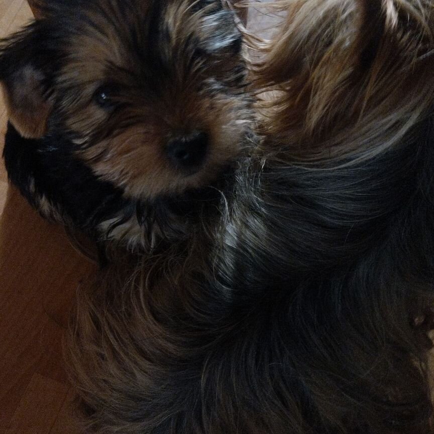 Йоркширский терьер