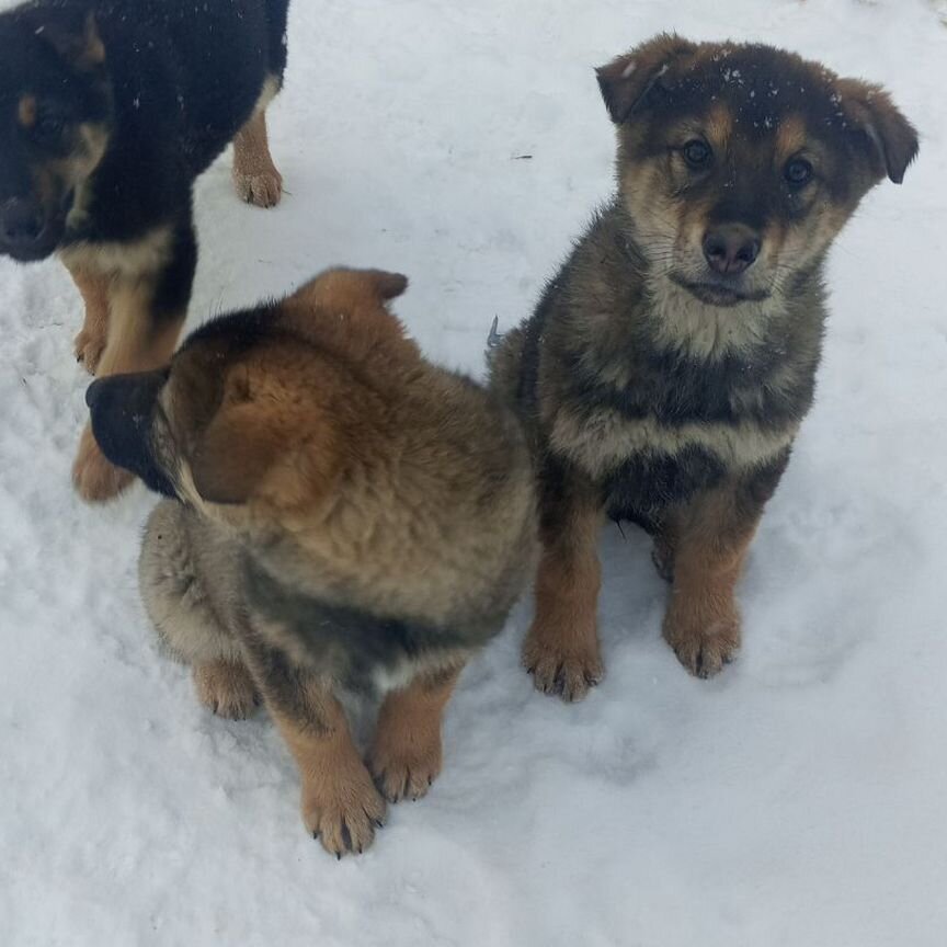 Щенок в добрые руки