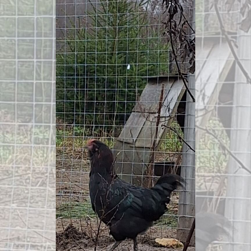 Петушок молодой