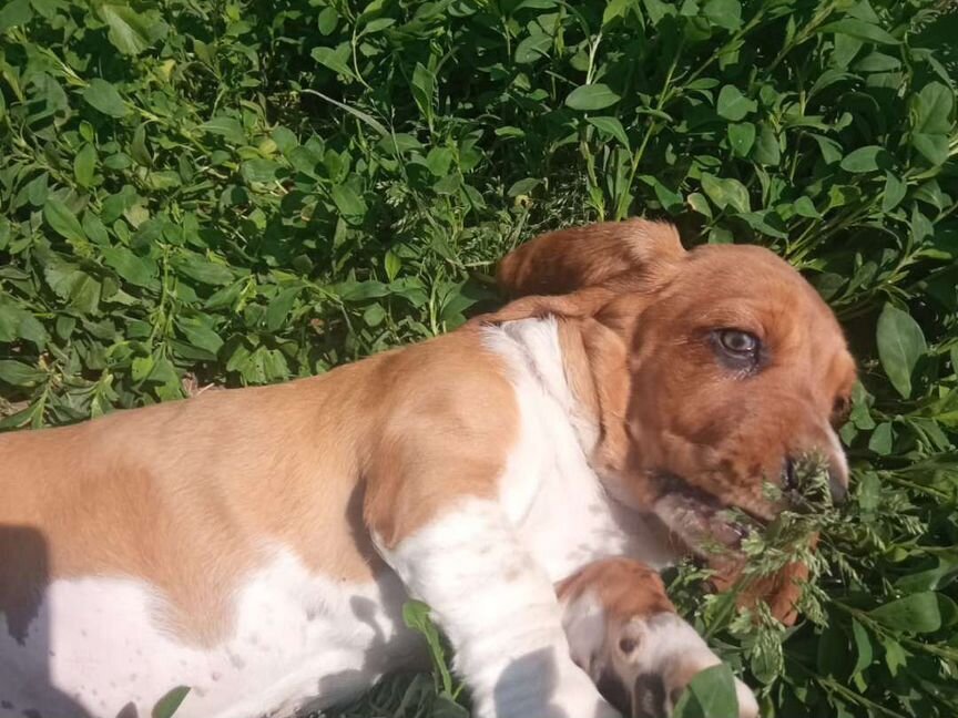 Щенки бассет хаунд