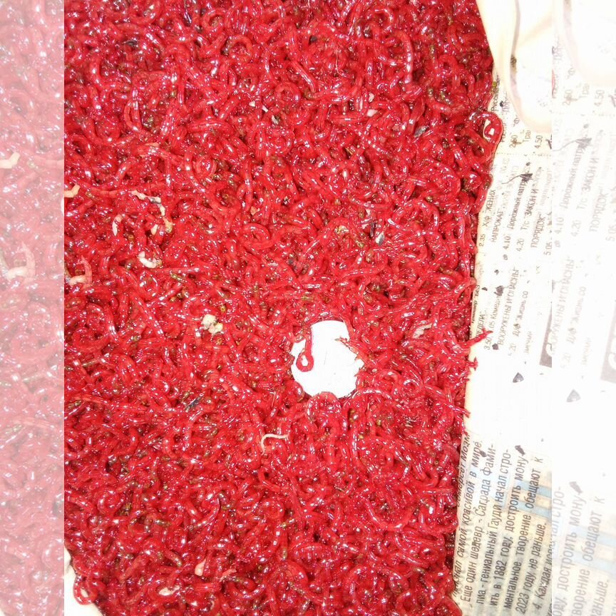 Мотыль Пестравский