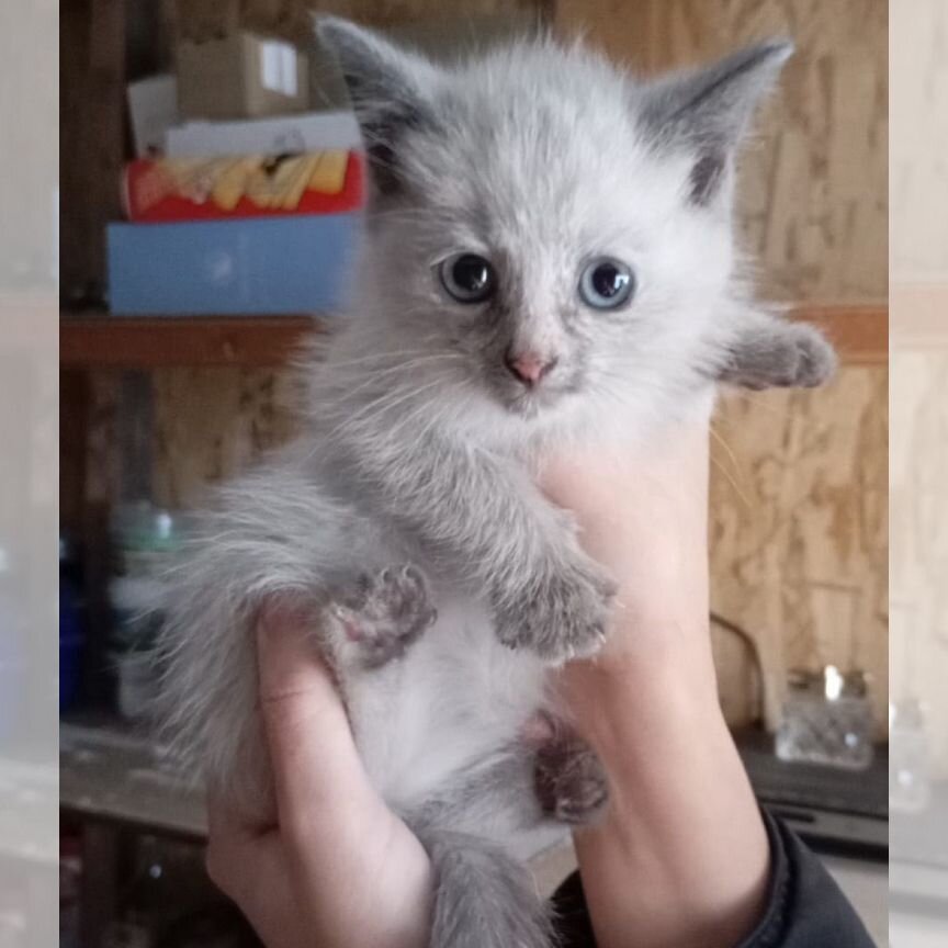 Котёнок в добрые руки