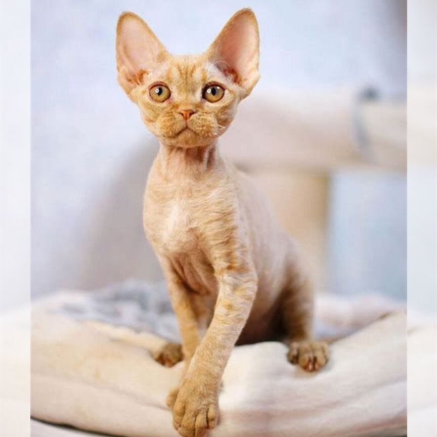 Корниш-рекс котёнок