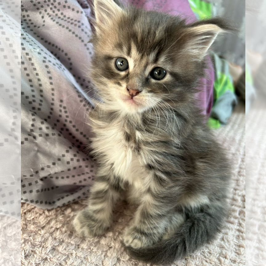 Майкун котятки